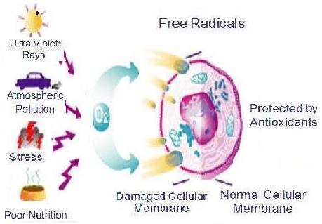 DIET WHAT IT REALLY MEANS!!!!!!!!: Antioxidants
