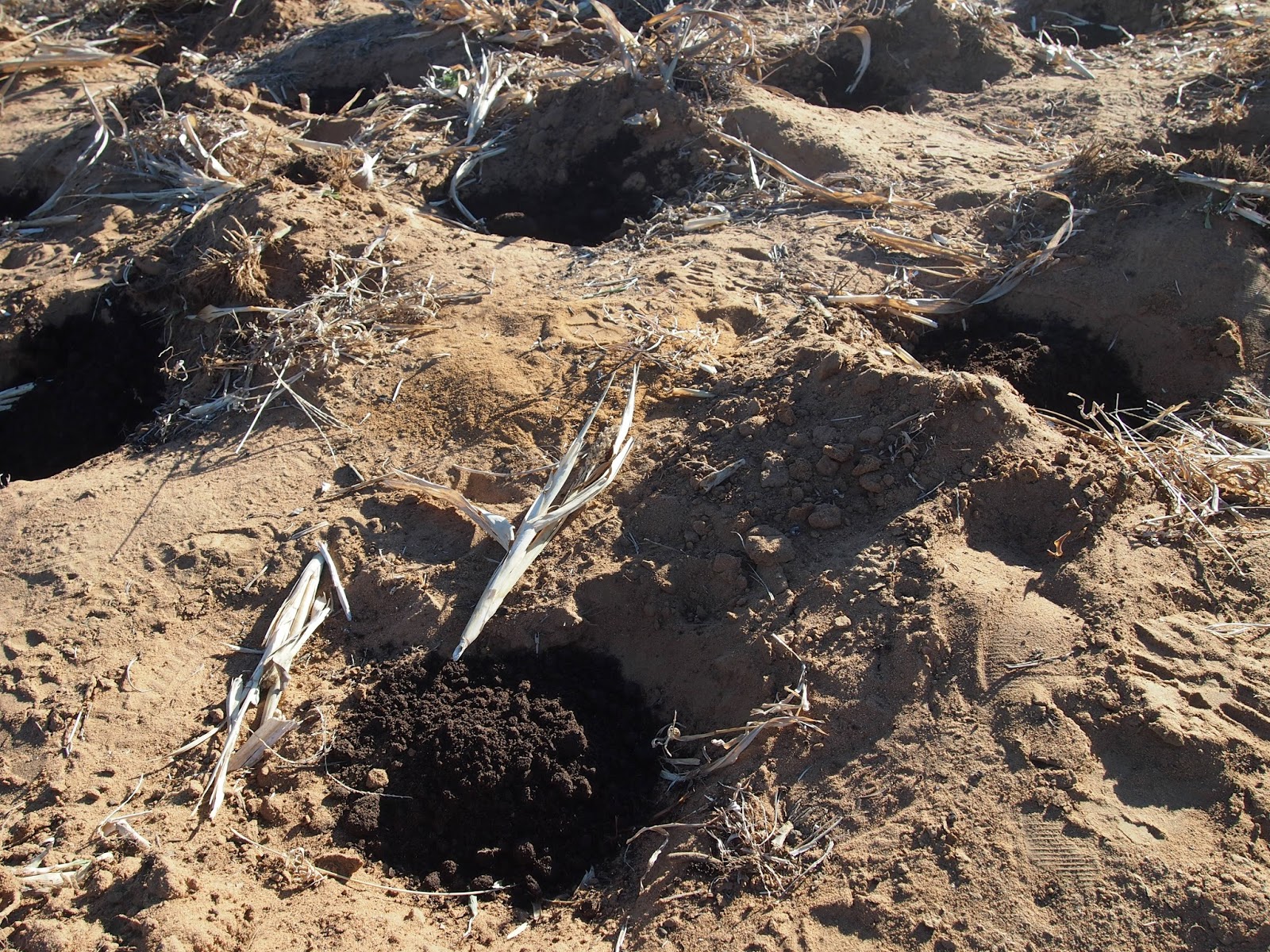 Zai: Reversing Desertification