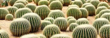 FLORA Y FAUNA EN LA REGION DE SINALOA