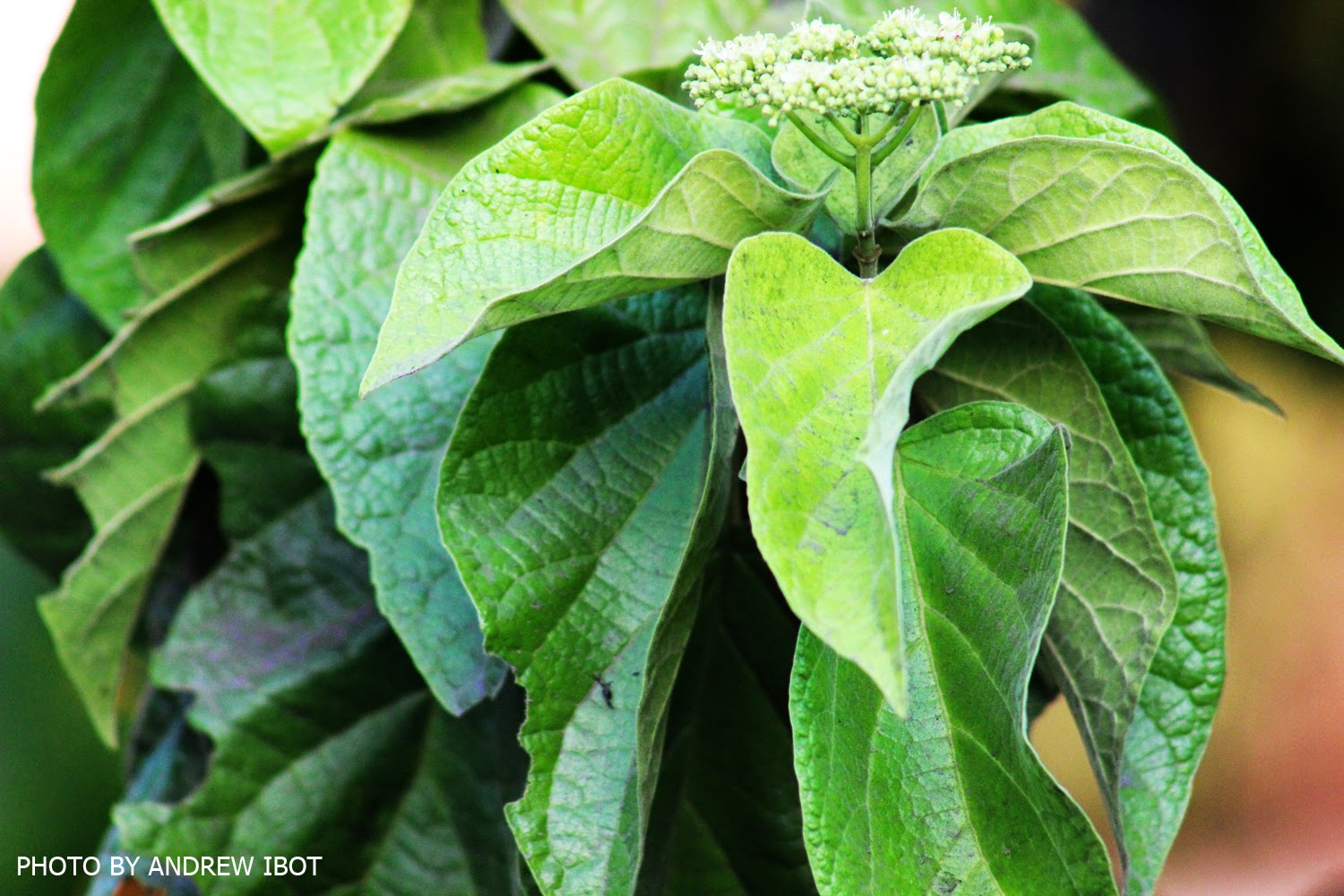Ako si ANDREW IBOT!: Alagaw (Premna Odorata Blanco)