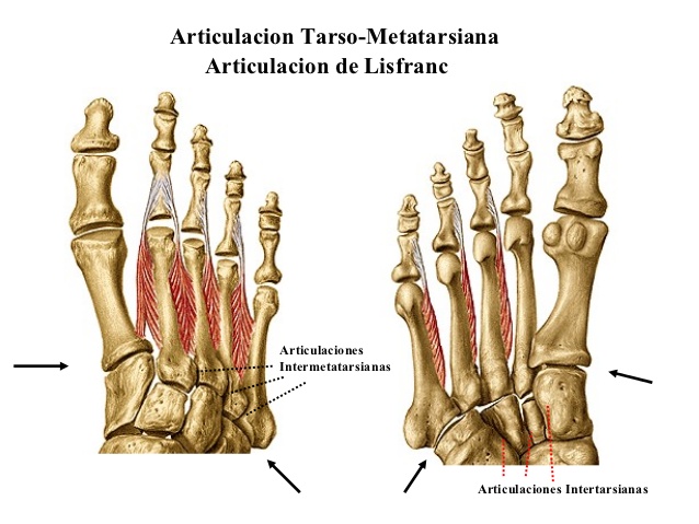 Anatomia P. F. : mayo 2017