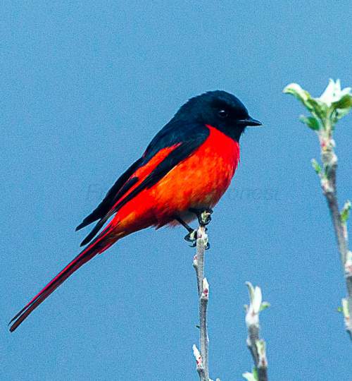 Short-billed minivet | Birds of India | Bird World