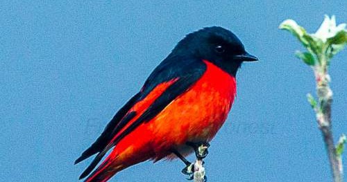Short-billed minivet | Birds of India | Bird World