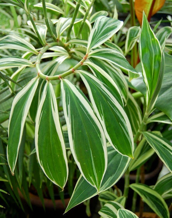 PlantWerkz: Crepe Ginger - Variegated Cheilocostus Speciosus