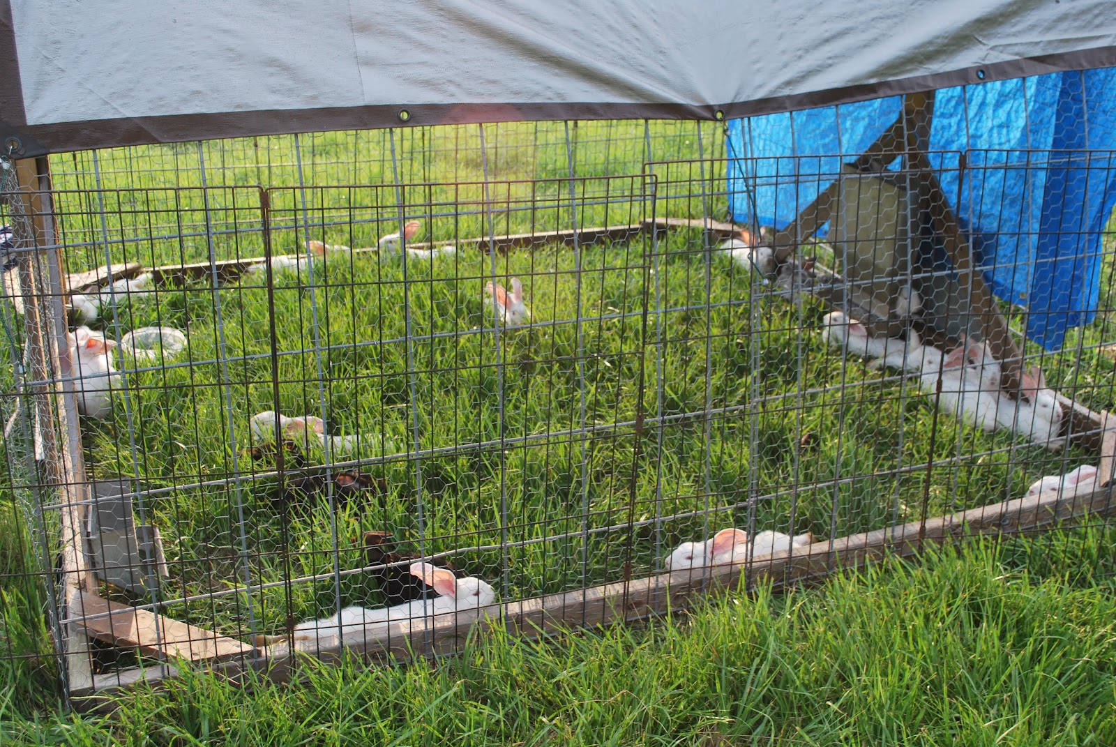 HighTail Farms: Rabbits on pasture