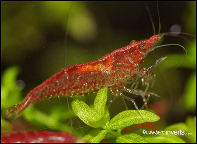 Mengenal Red Cherry Shrimp - Udang hias paling populer ~ Aquascape Batang