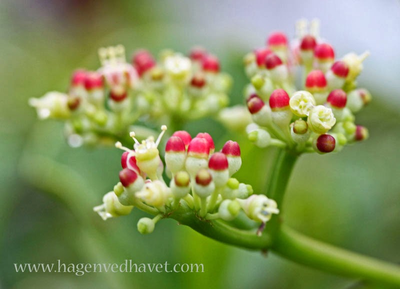Hagen ved havet: Cissus quadrangularis. Leddkaktus med blad.