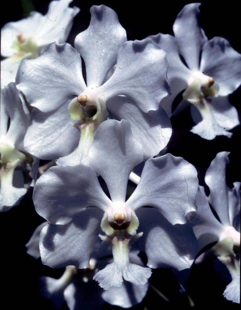 Vanda javierae 'Banks'