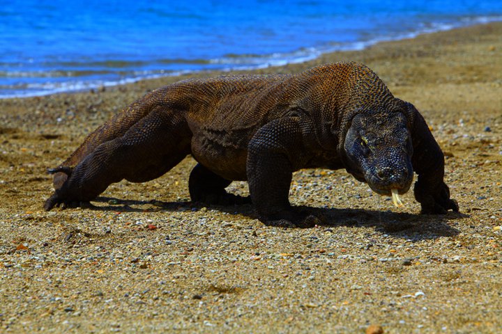 Komodo Island, The New7Wonders of Nature!