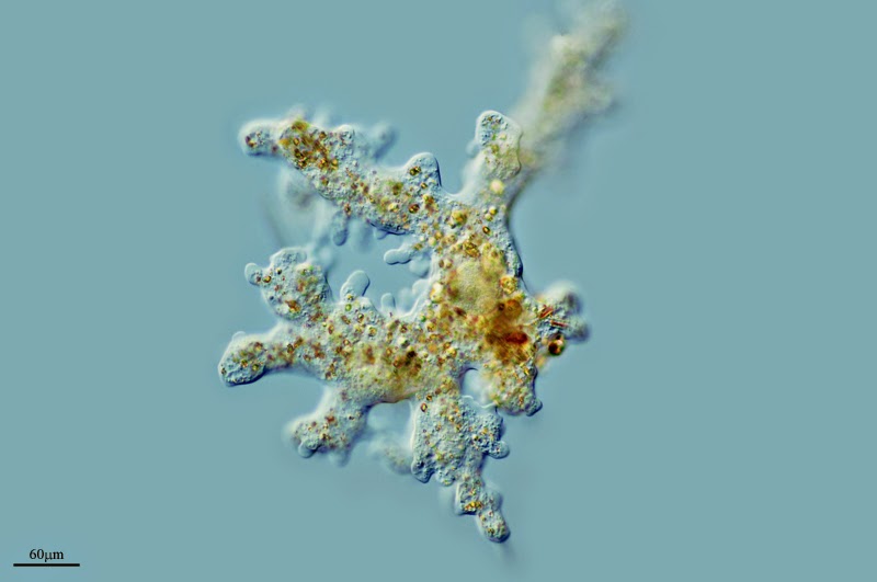 CIENCIAS NATURALES: MICROORGANISMOS QUE SE PUEDEN ENCONTRAR EN AGUA ...