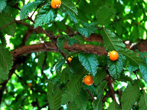 Cultura Guaraní: Flor Guavirá