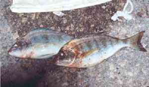 Artes de Pesca: VAMOS A PESCAR PAÑOSO PARTXIMIKI PANCHA O CHOPA