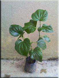 Tanaman Herba: Daun Kaduk