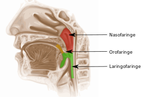 Anatomía humana y funcional.: Anatomía del aparato respiratorio
