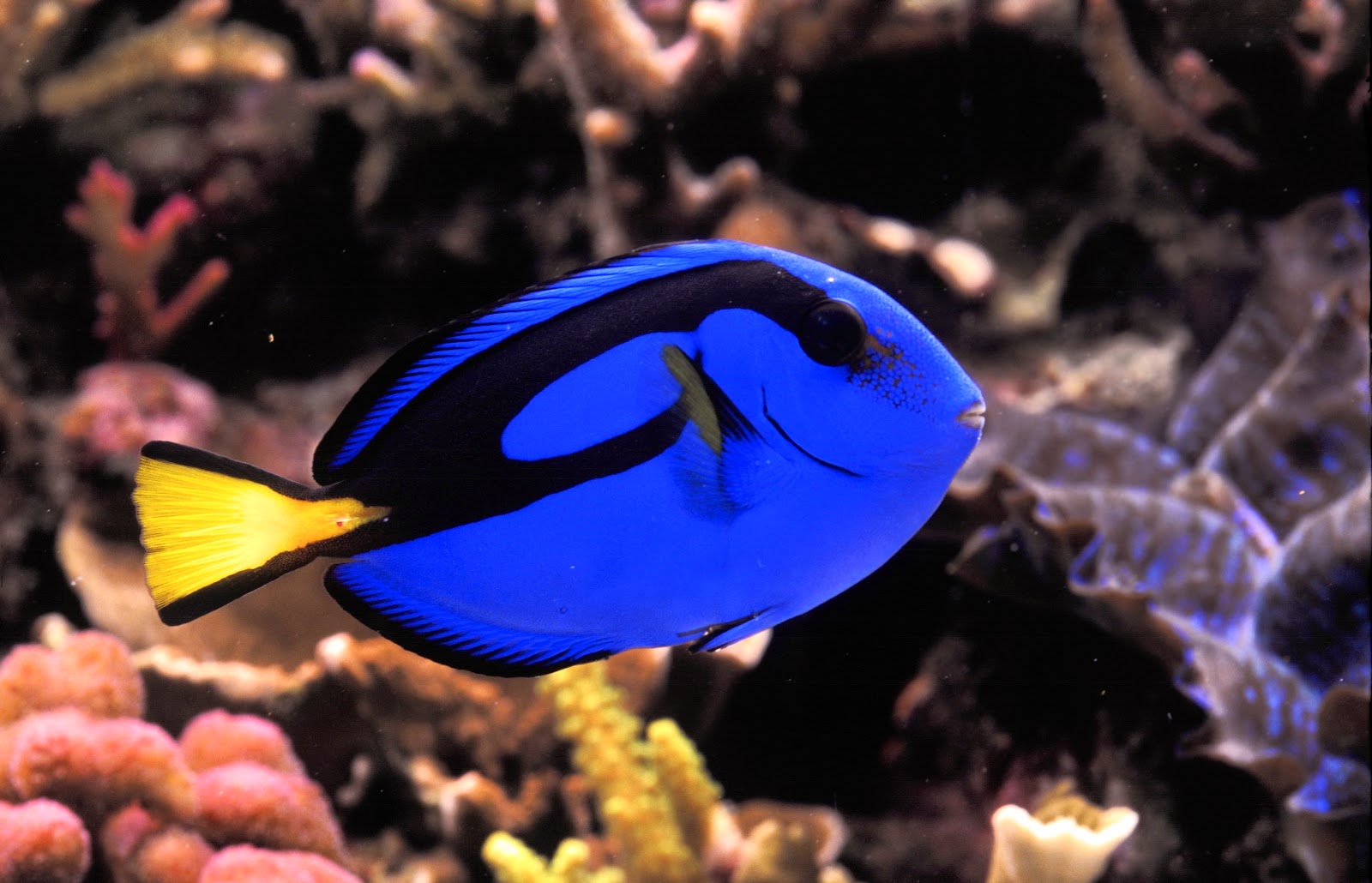 Los animales y su entorno: EL PEZ CIRUJANO AZUL