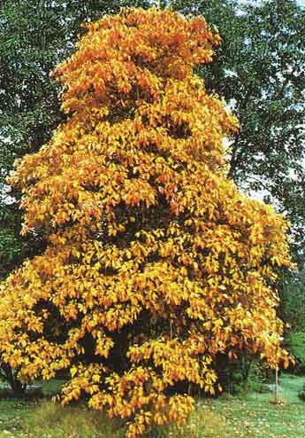 Arbor Life : Great Autumn Trees to Plant in Houston