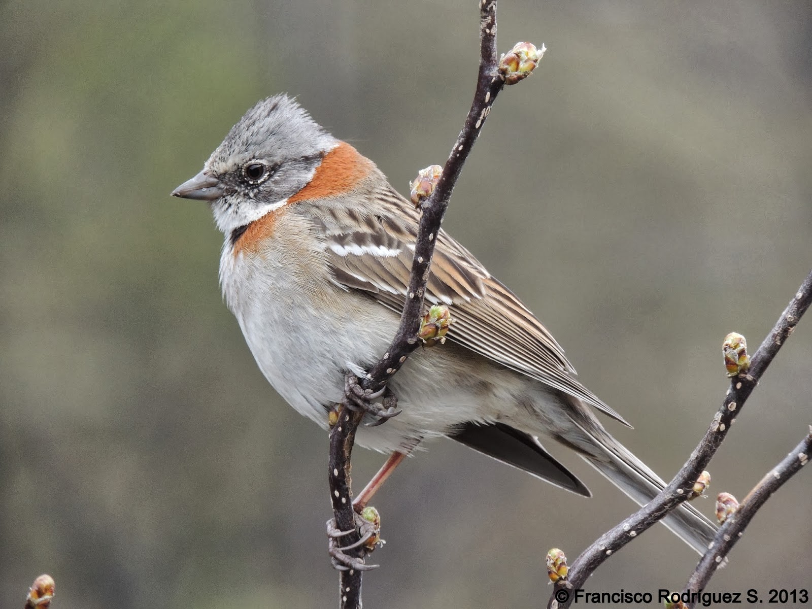 Planeta Silvestre: Zonotrichia capensis (Chincol)
