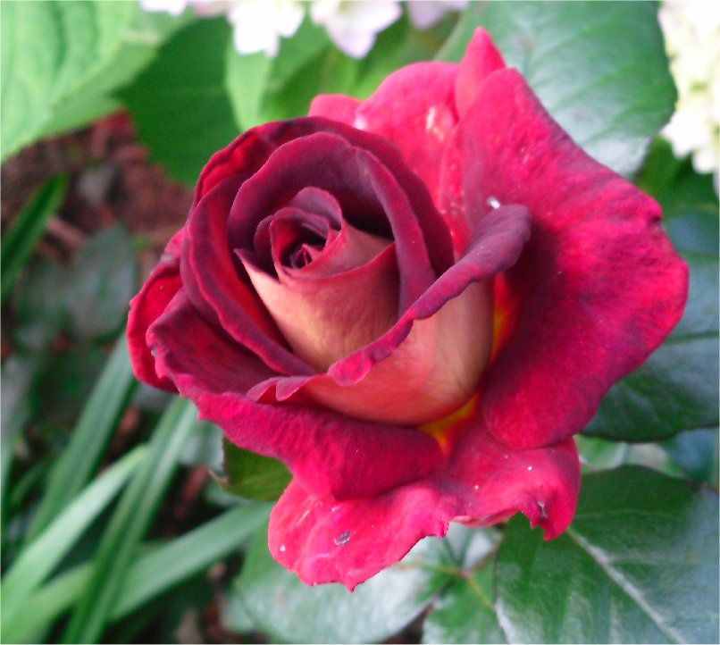 Deborah Macgillivray nattering: My first Dark Knight is blooming