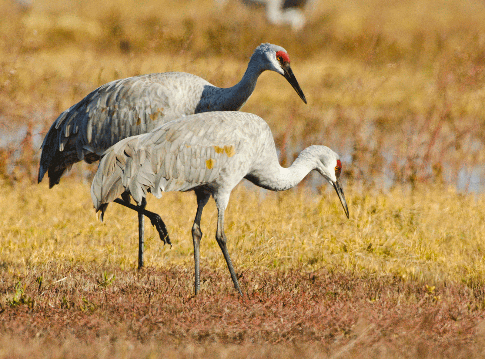 Journeys With Judy Sandhill Cranes