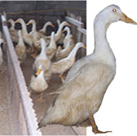 MITRA TOHAGA FARM: ITIK PMp : Bibit Itik Pedaging Unggulan Lokal