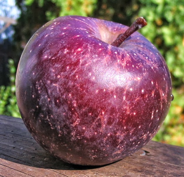 Dark Mollie - Adam's Apples