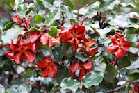 23. Sulawesi Tengah - Eboni ( Diospyros celebica )