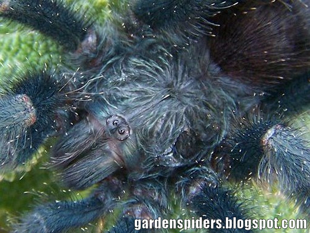 Spiders in the Garden: Dark Green Tarantula Spider