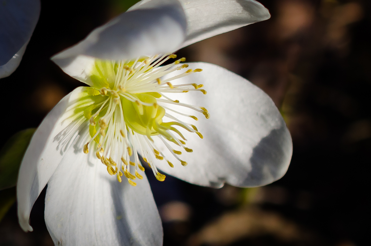 ČRNI TELOH (Helleborus niger)