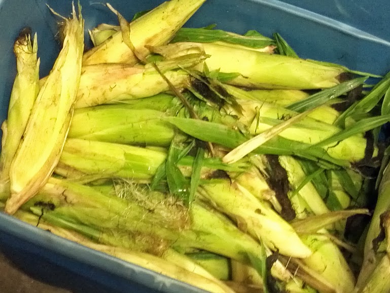The Better Life: A Week of Bounty - and the easiest way to freeze corn.