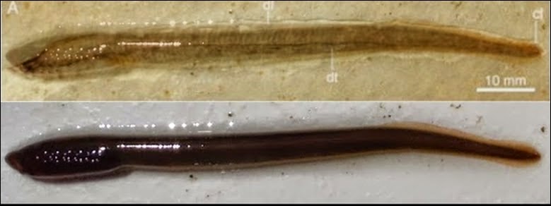 Lamprey Hunter: Fossil Ammocoetes!