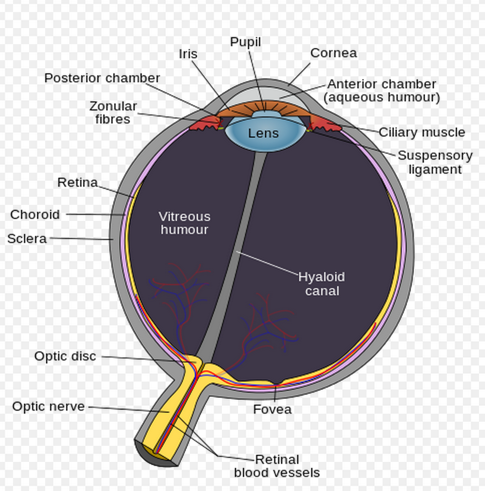 Eyes Anatomy Defects And Colours Explained Fantastic Fundas eyes-anatomy-defects-and-colours-explained-fantastic-fundas