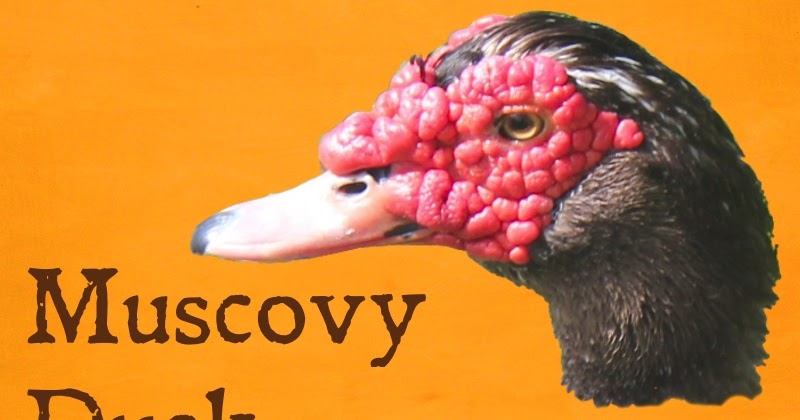 Pajama Penguin Productions: Creatures of Central Florida: Muscovy Duck
