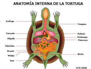 REVISTA ECOSOCIALISTA : LA TORTUGA CARDON (DERMOCHELYS CORIACEA)