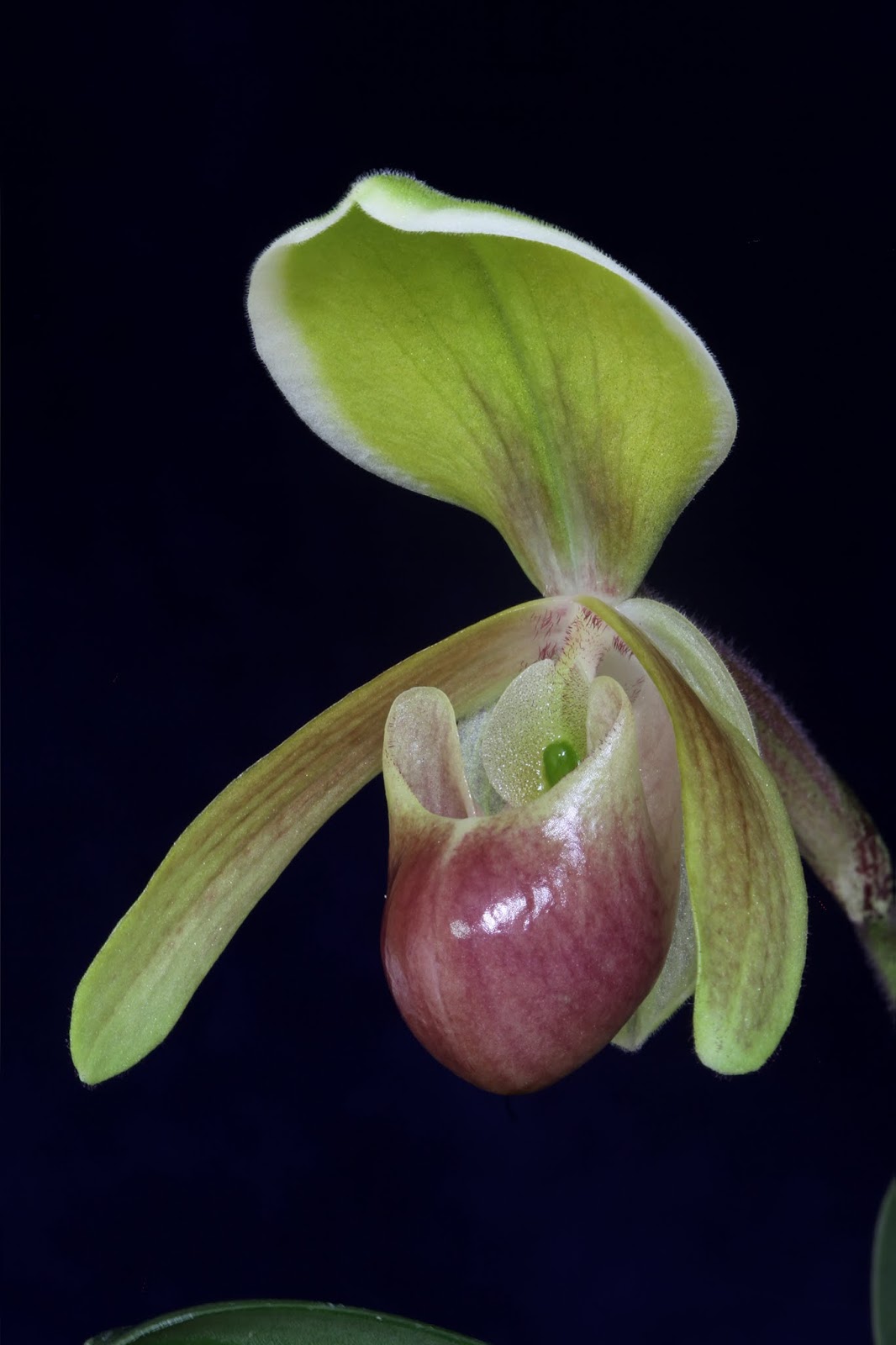 Orchids in Bloom: Paphiopedilum helenae
