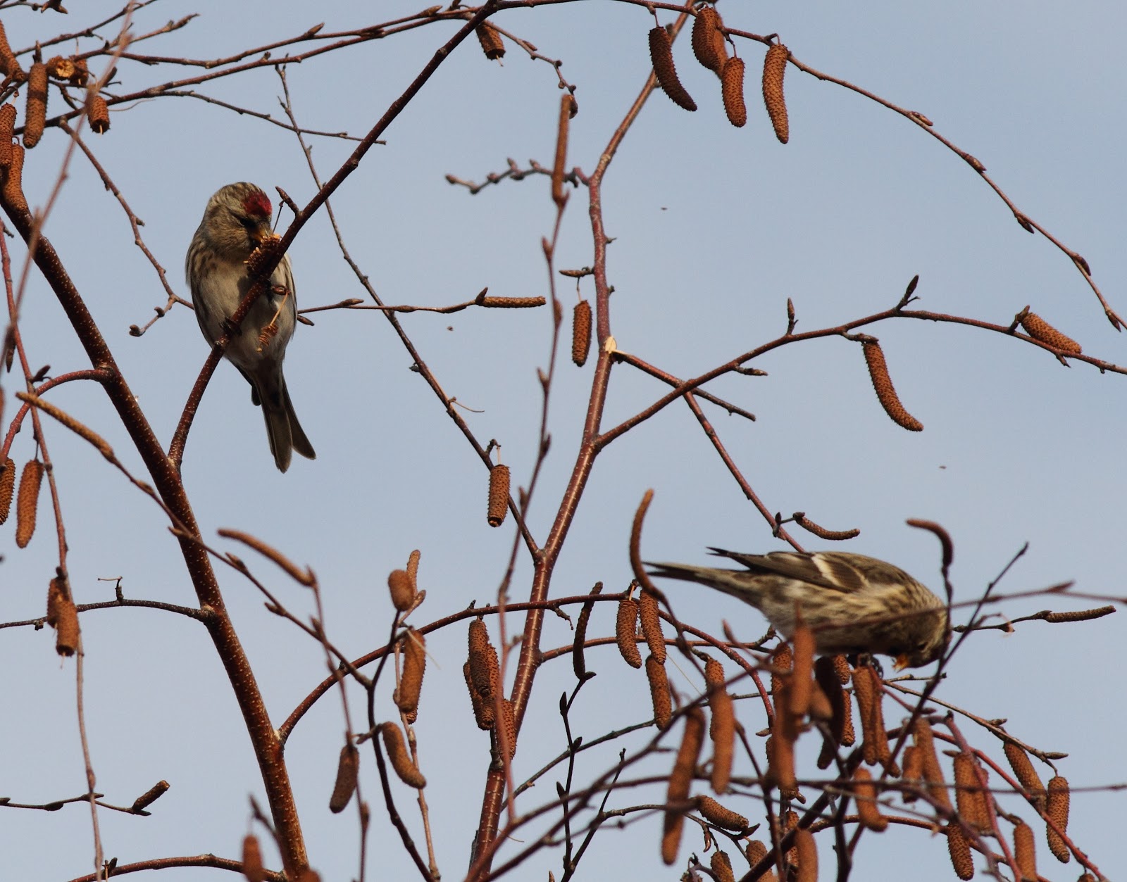 BrandonBirds : 2012 Bird Irruption Fever!