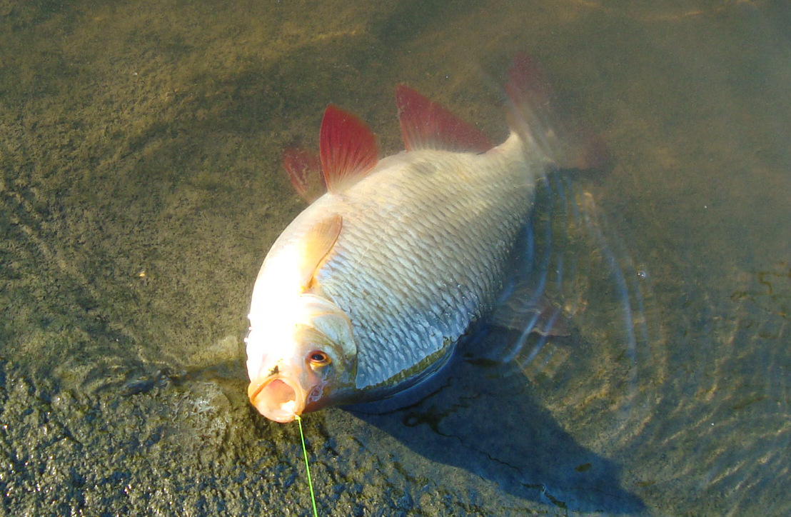 Välkommen till Lindeman's vrå: Fiske på Abborre och Löja,,,,Vänern