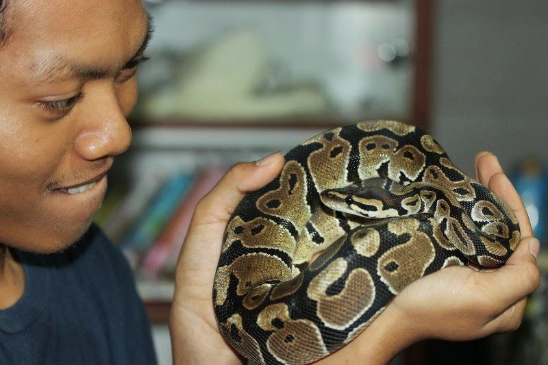 Jual Ular Retic Ball Phyton Jambi Murah | Hewan Indonesia dan Jual Beli