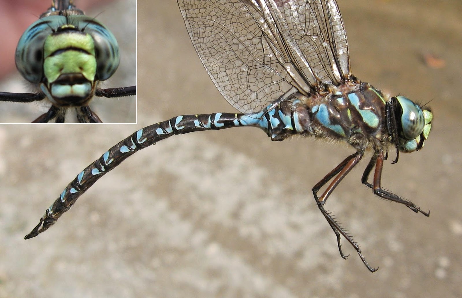 Tangled Web: Lake Darner (Aeshna eremita)