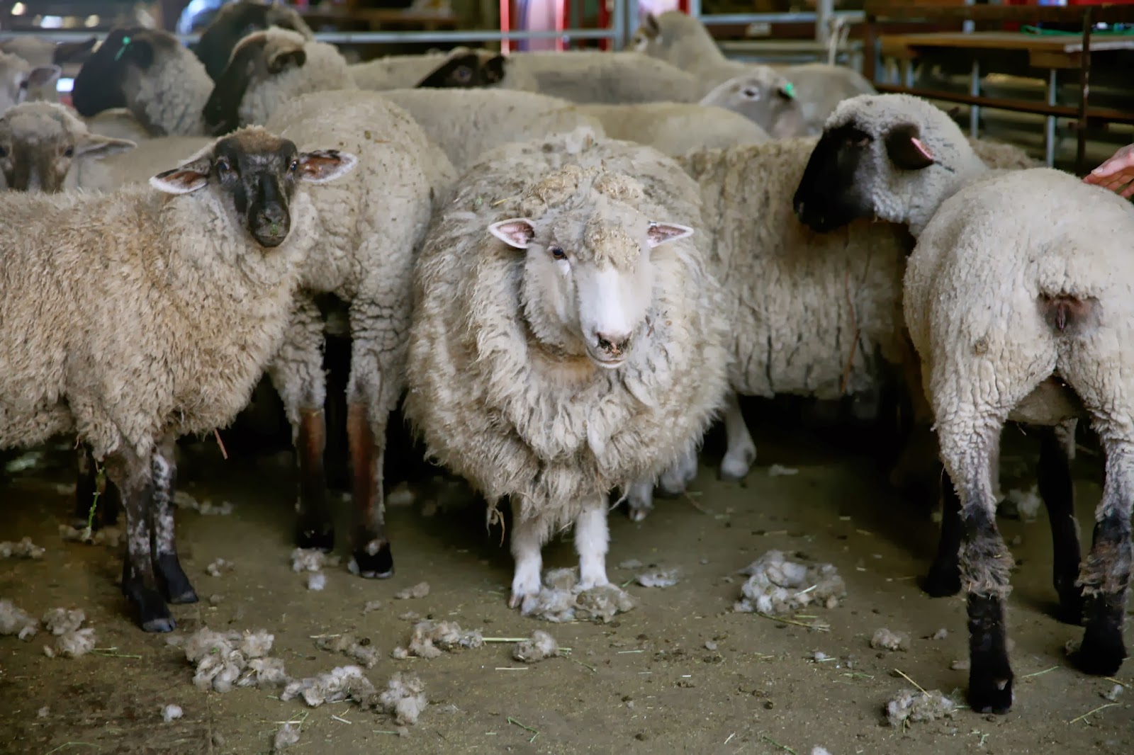 Salvation Sisters: A Visit to Pozzi Ranch and Grilled Pozzi Lamb Steaks