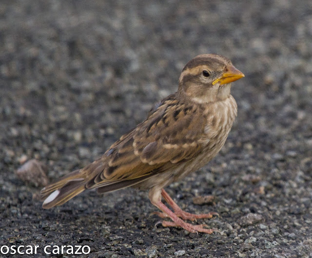 AVESANTURTZI: LA BELLEZA DE LO COMÚN