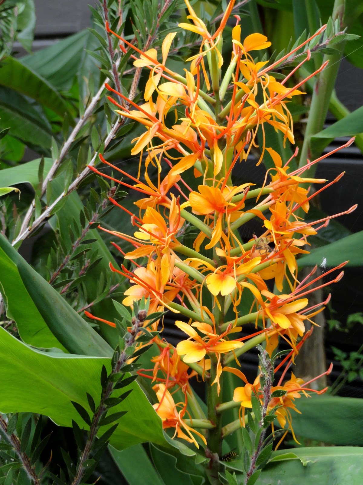 danger garden: Hedychium coccineum 'Tara' is my favorite plant in the ...