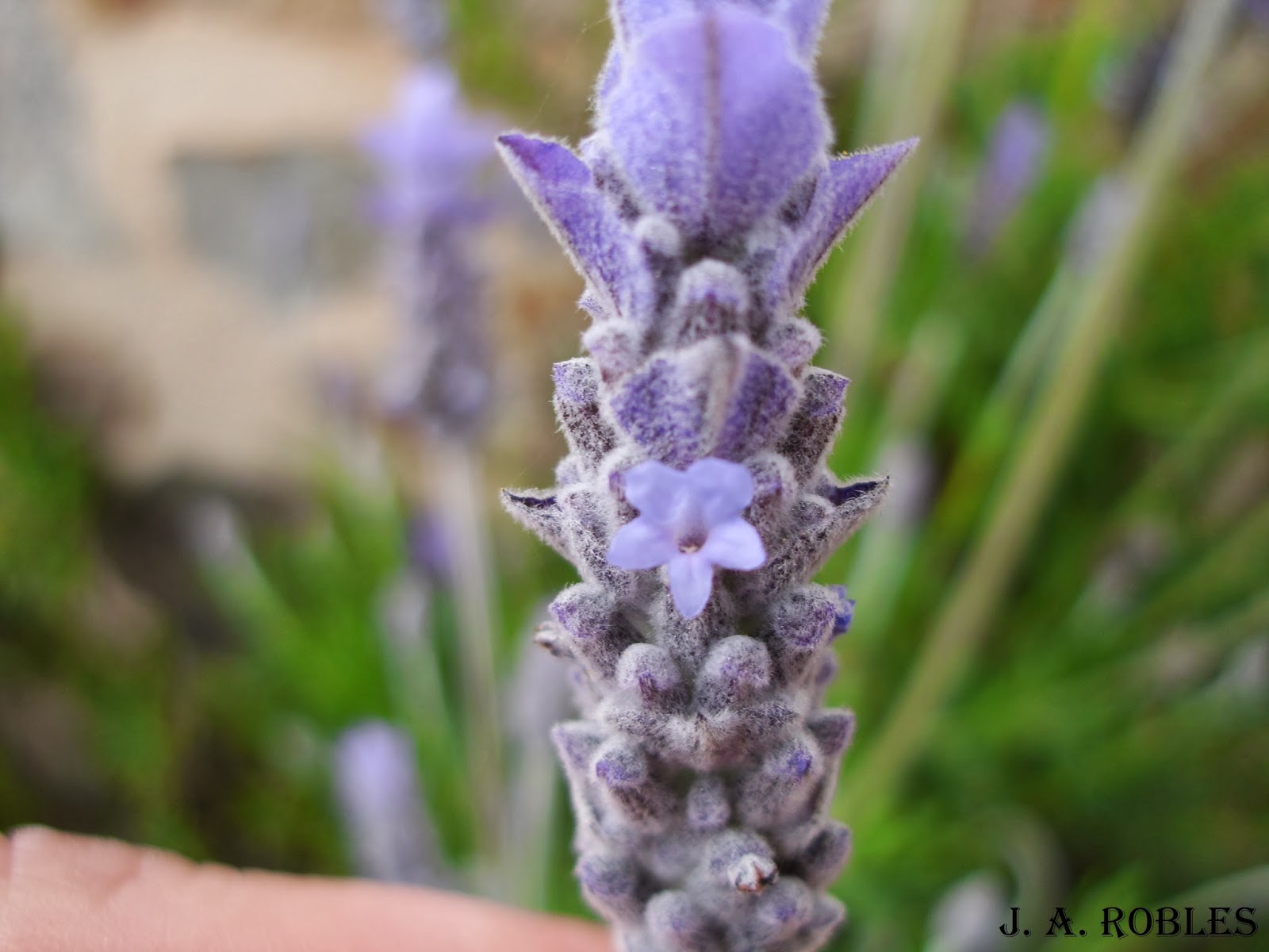 Silencio verde, la vida...: Lavandula dentata (lavanda dentada ...