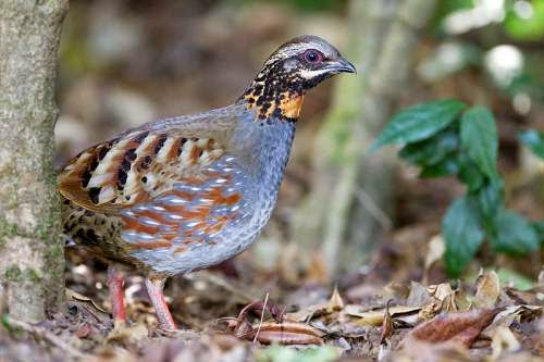 Rufous-throated partridge | Birds of India | Bird World