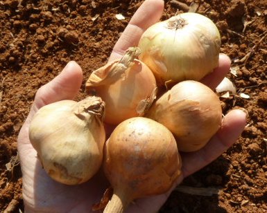 5 Acres & A Dream: Gardening Update