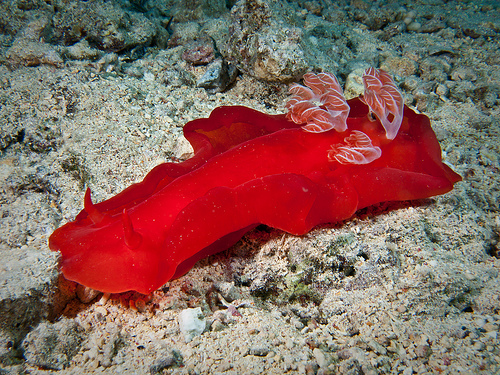 Spanish Dancer