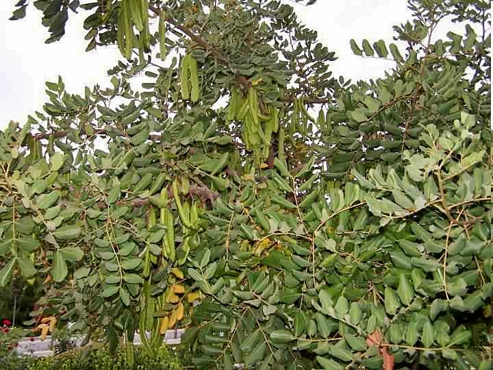 Galefod: Algarrobo