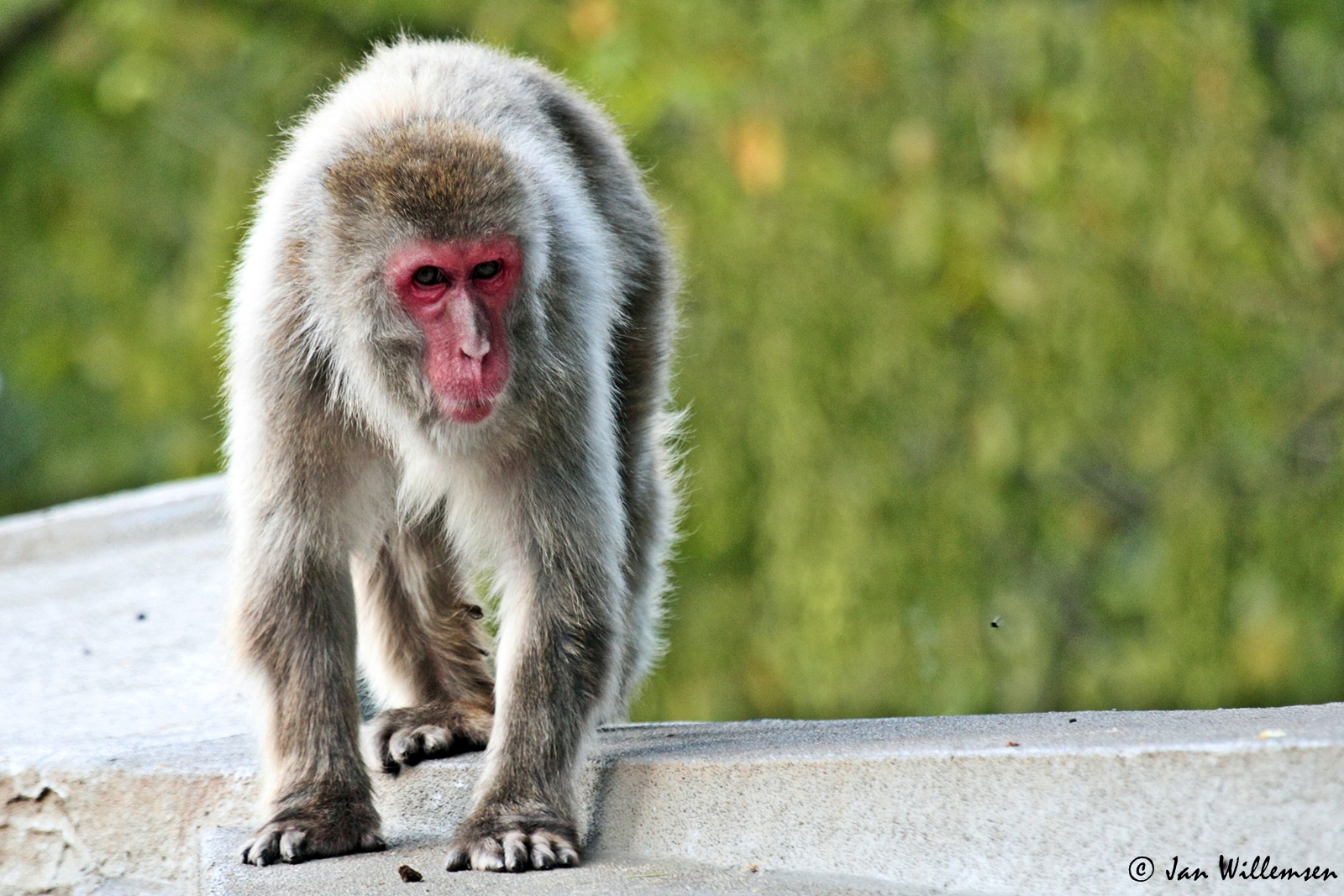 Jan Willemsen Fotografie: ZOO Artis Amsterdam