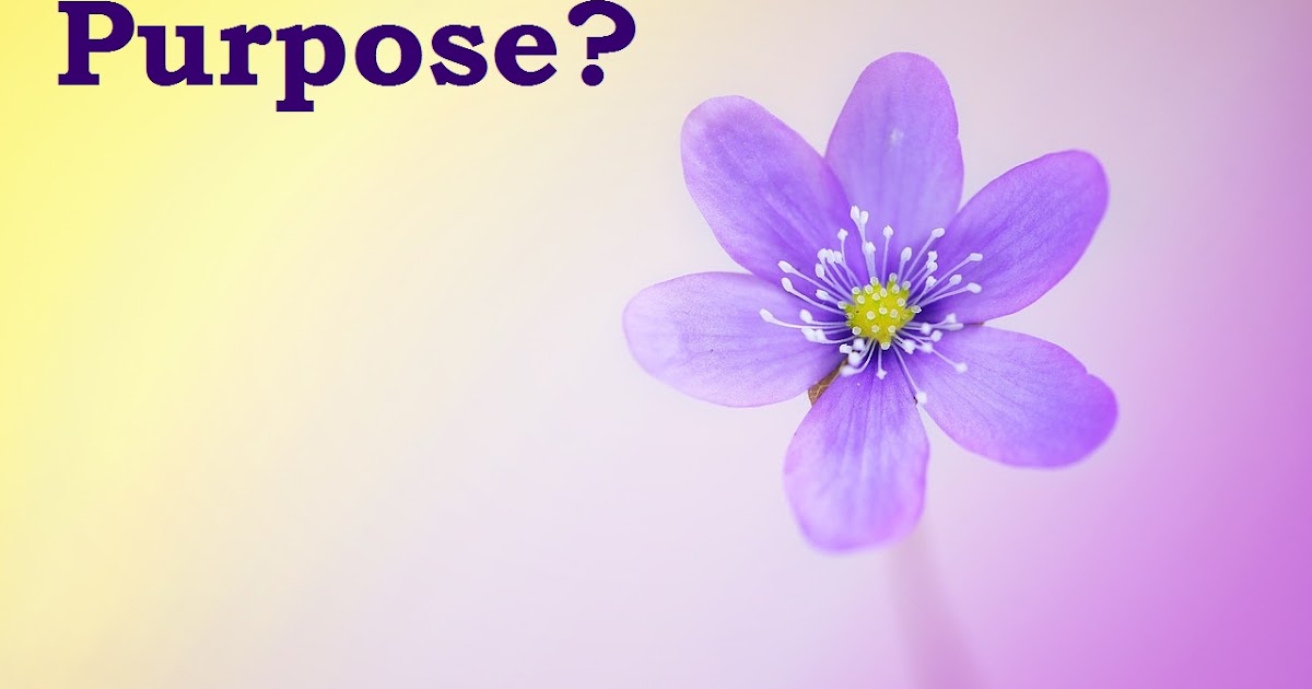 Purpose purpose