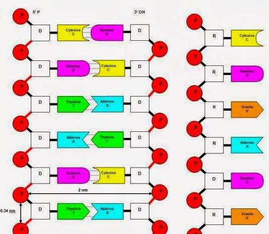Mon cours de SVT: C2. L'ARN messager, unintermédiaire entre le gène et ...
