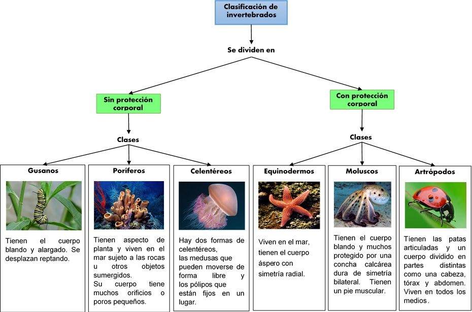 Clasificación de invertebrados